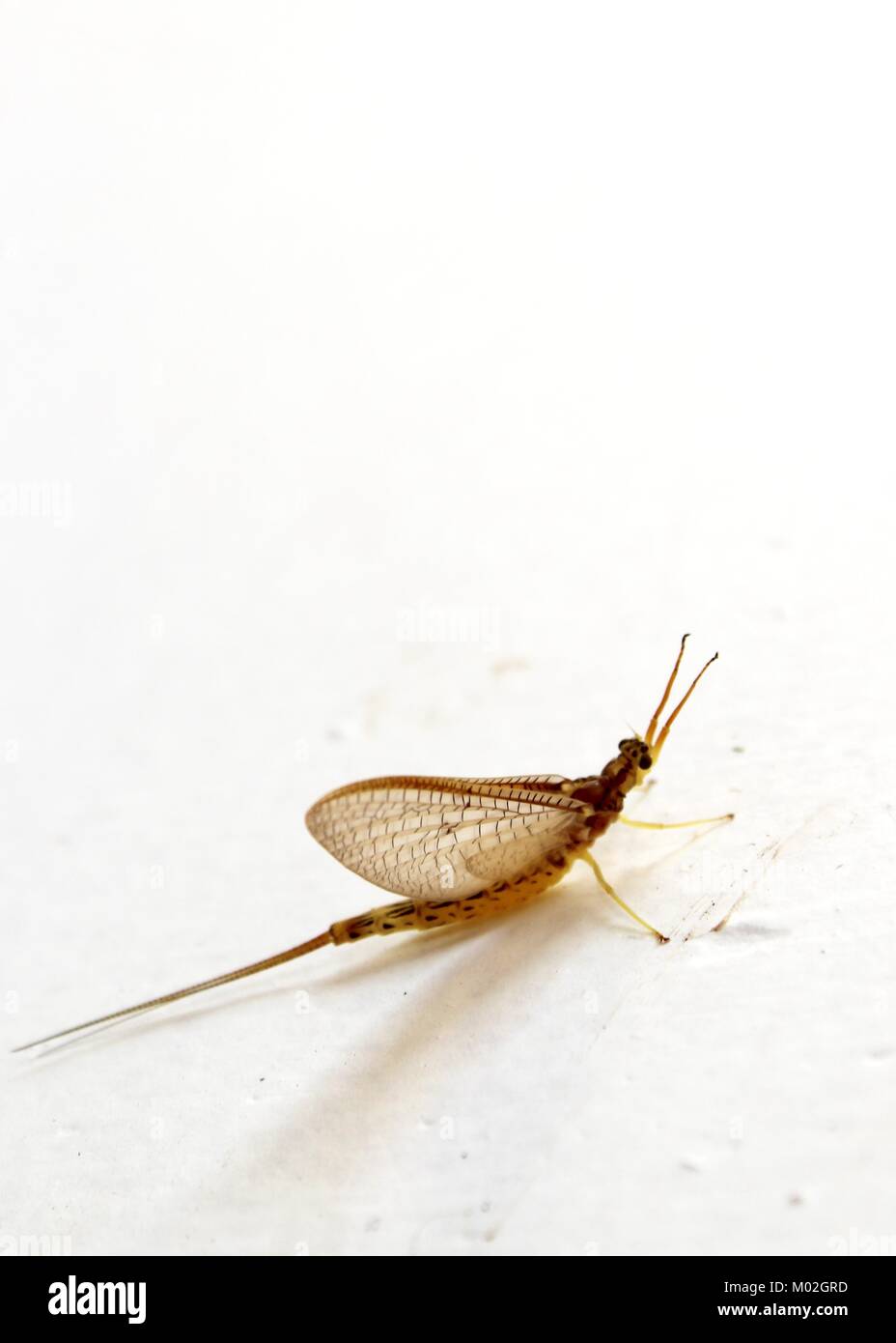 a small flying insect seen on a wall in Matale, Sri Lanka Stock Photo ...