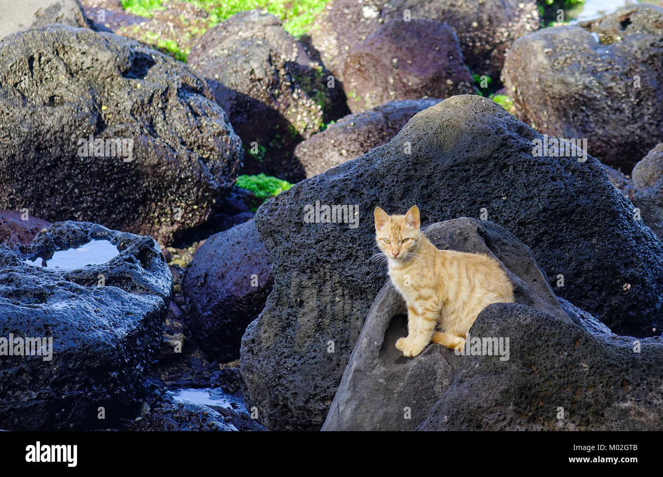 A yellow cat sitting on black rock in Mauritius Islands Stock Photo - Alamy