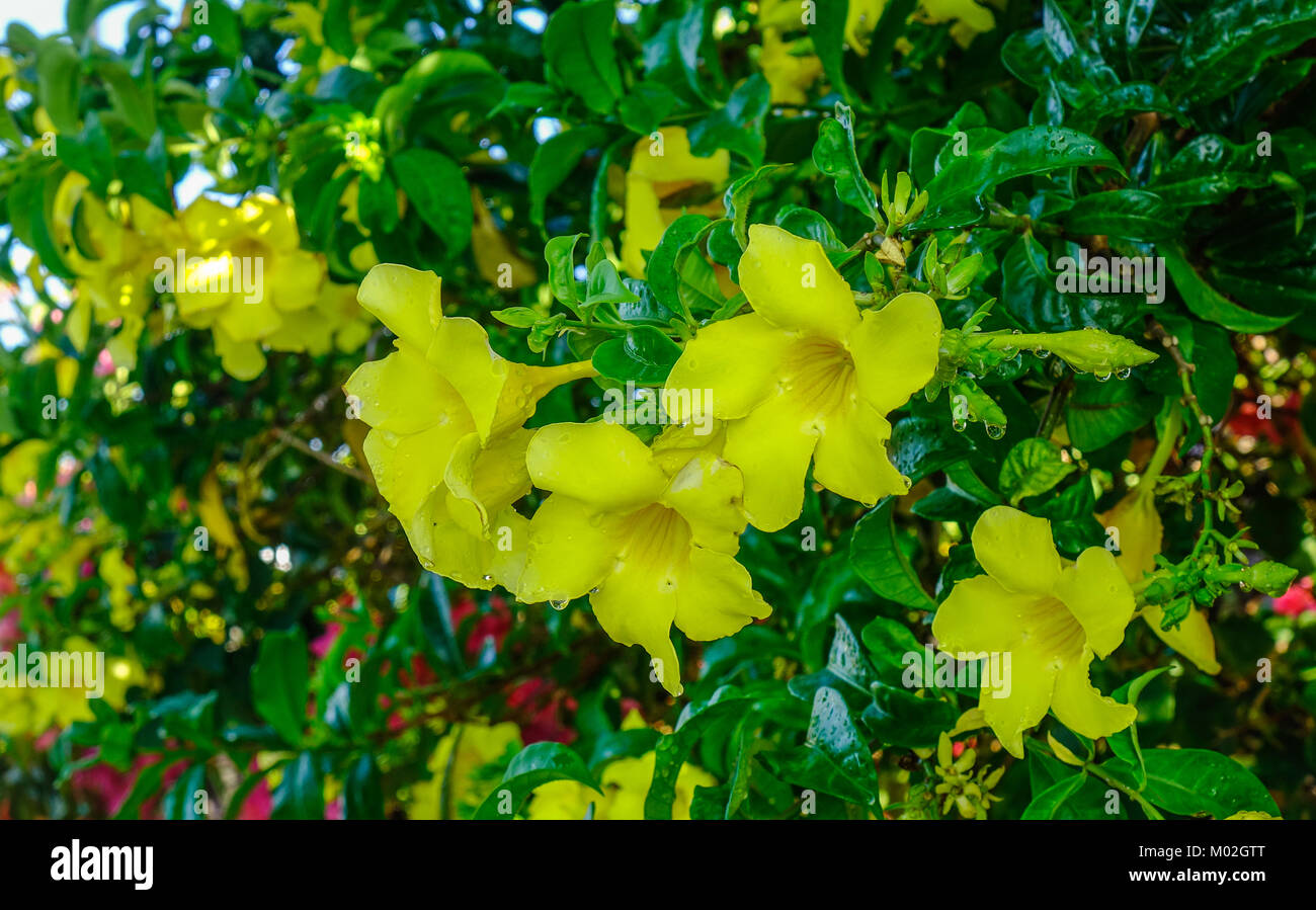 Allamanda cathartica yellow flowers (Golden Trumpet) blooming at garden ...