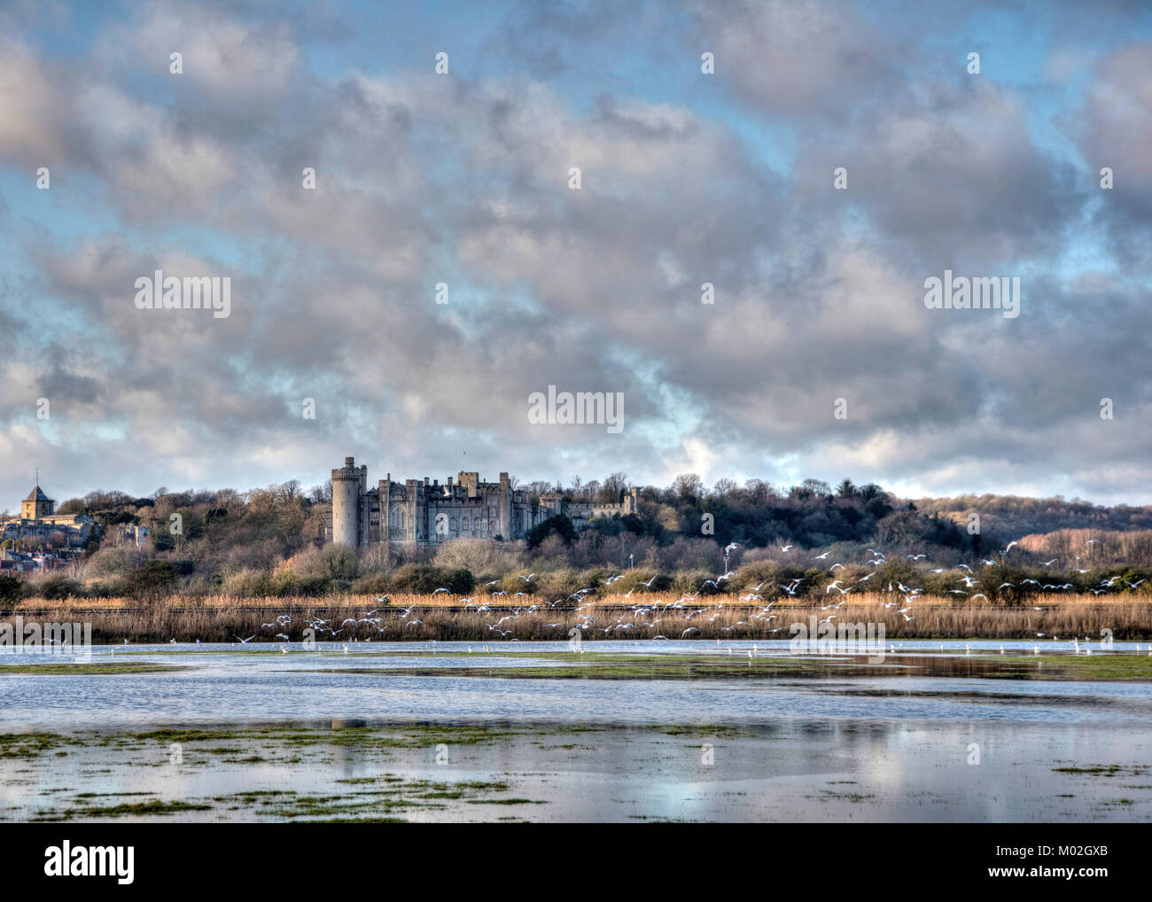 Flooded Fields by Arundel Castle with Birds in Flight Stock Photo - Alamy