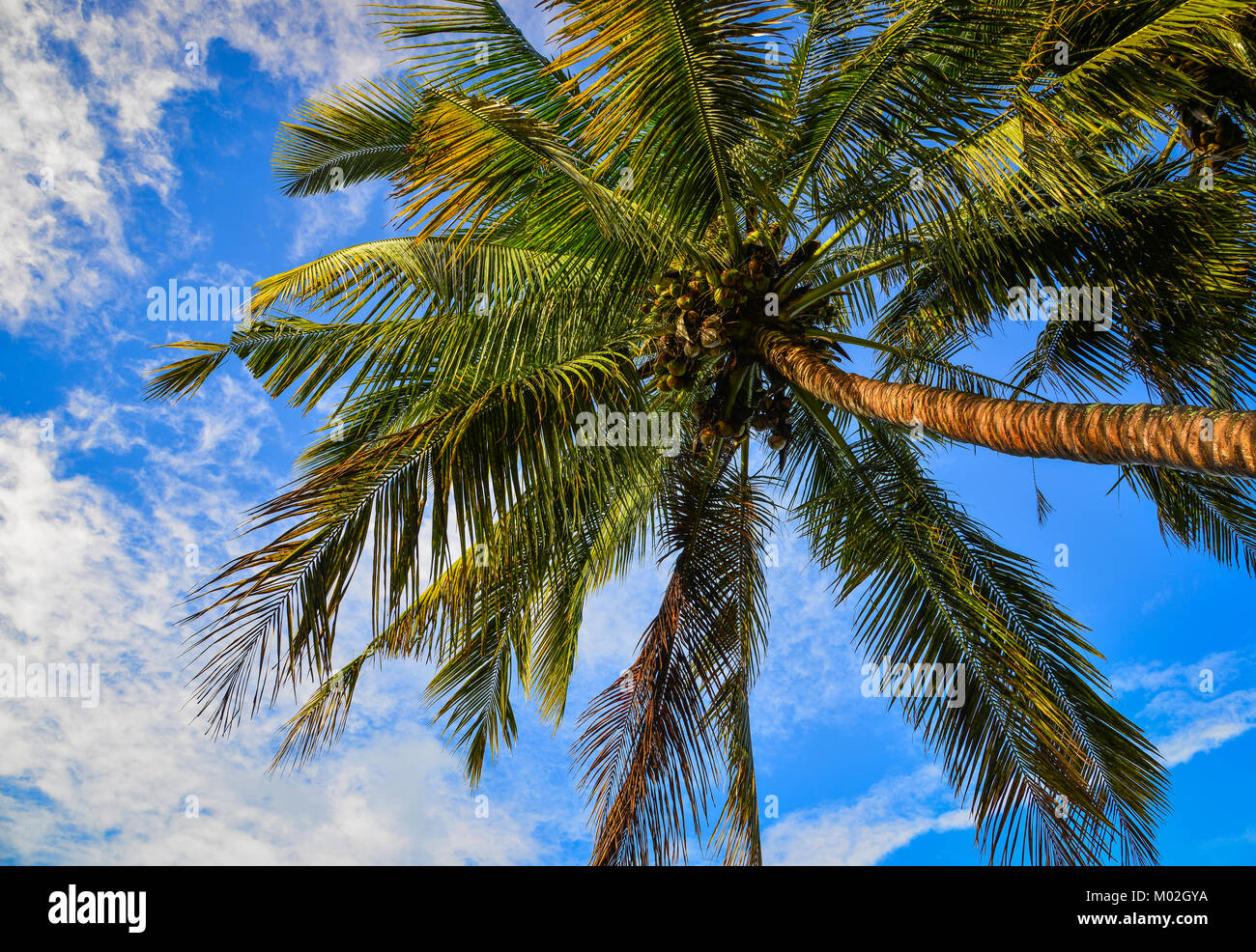 Top of coconut tree under blue sky in Mauritius Islands Stock Photo - Alamy