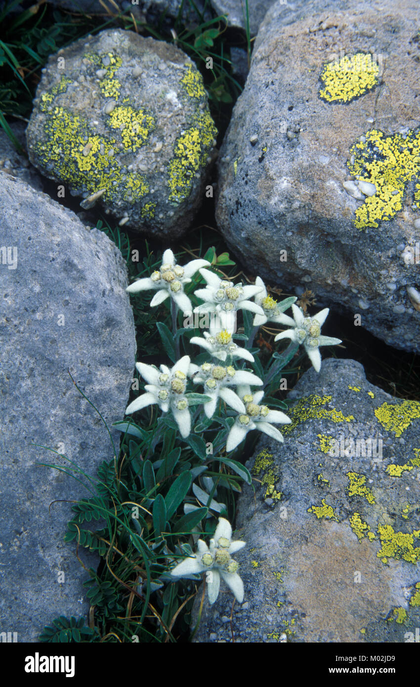 Leontopodium nivale, commonly called edelweiss (Leontopodium alpinum ...