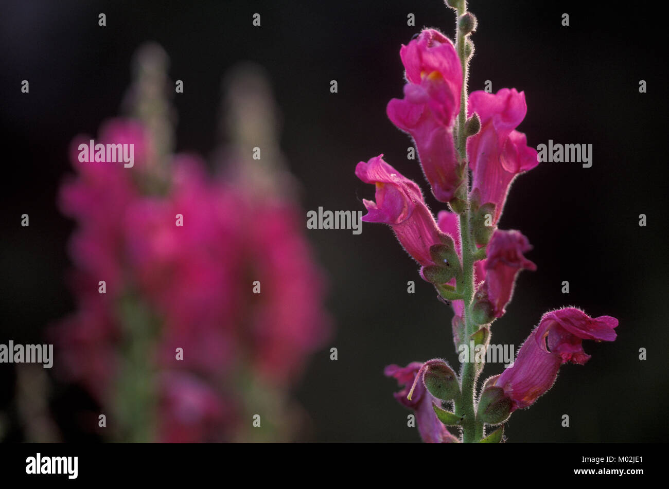 Flowers, BOCA DE DRAGON Antirrhinum majus Stock Photo - Alamy