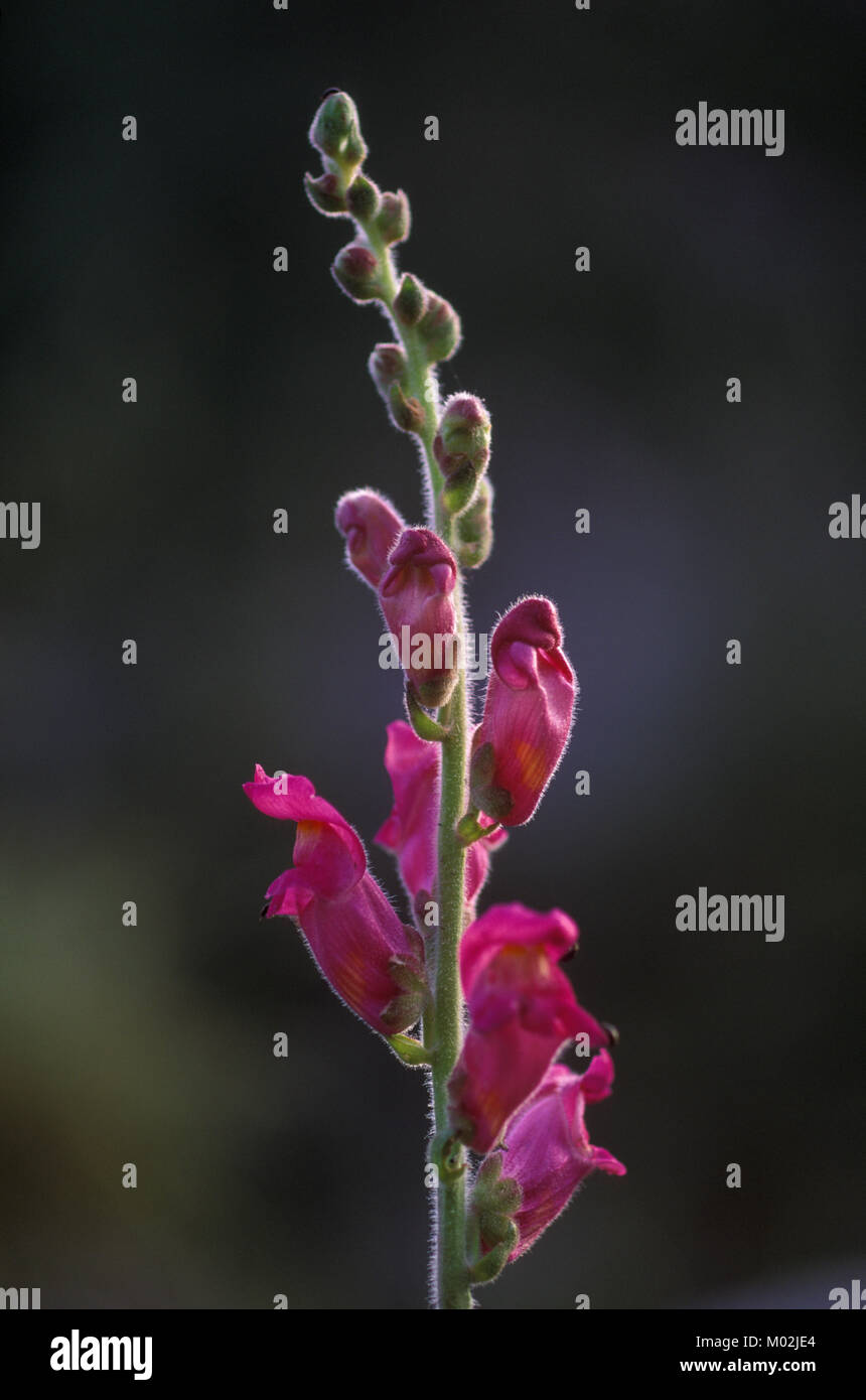 Flores de dragon hi-res stock photography and images - Alamy