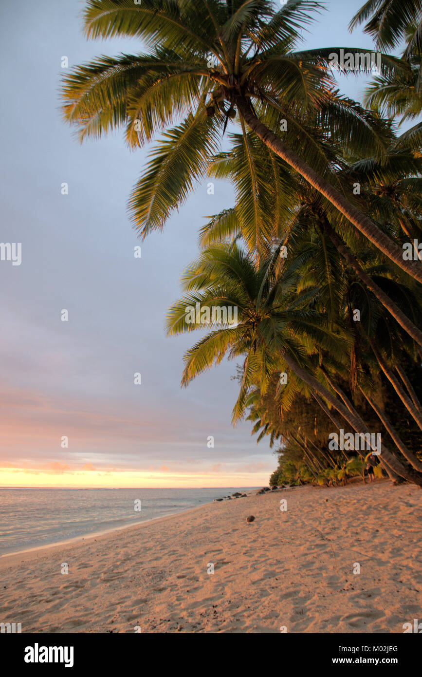 Rarotonga sunset with palms Stock Photo - Alamy