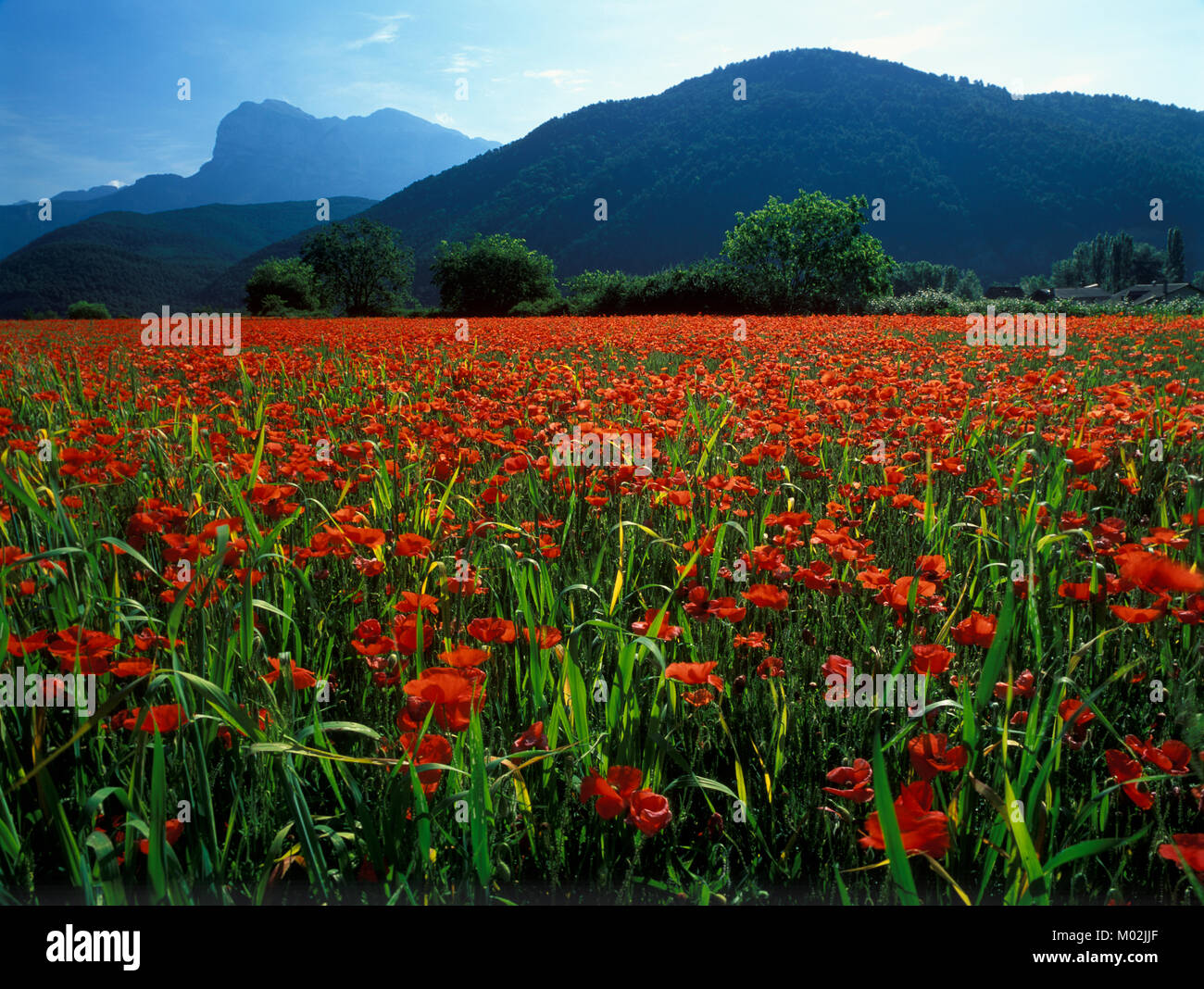 Field of poppies, Springtime, Peña Montañesa, Sobrarbe, Huesca, Aragon ...