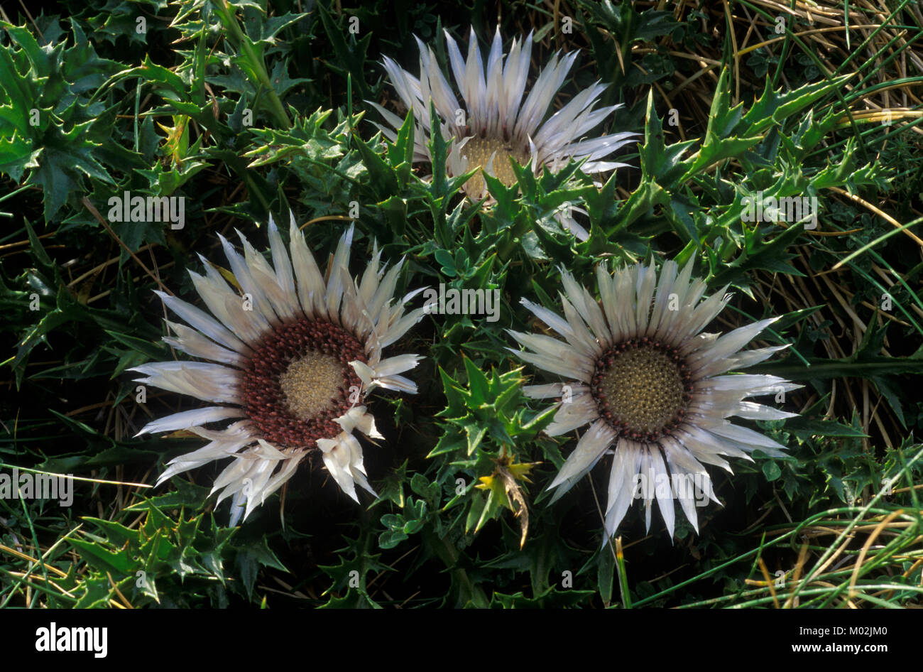 Carlina (Carlina acanthifolia), flowers in Pyrinees Stock Photo - Alamy