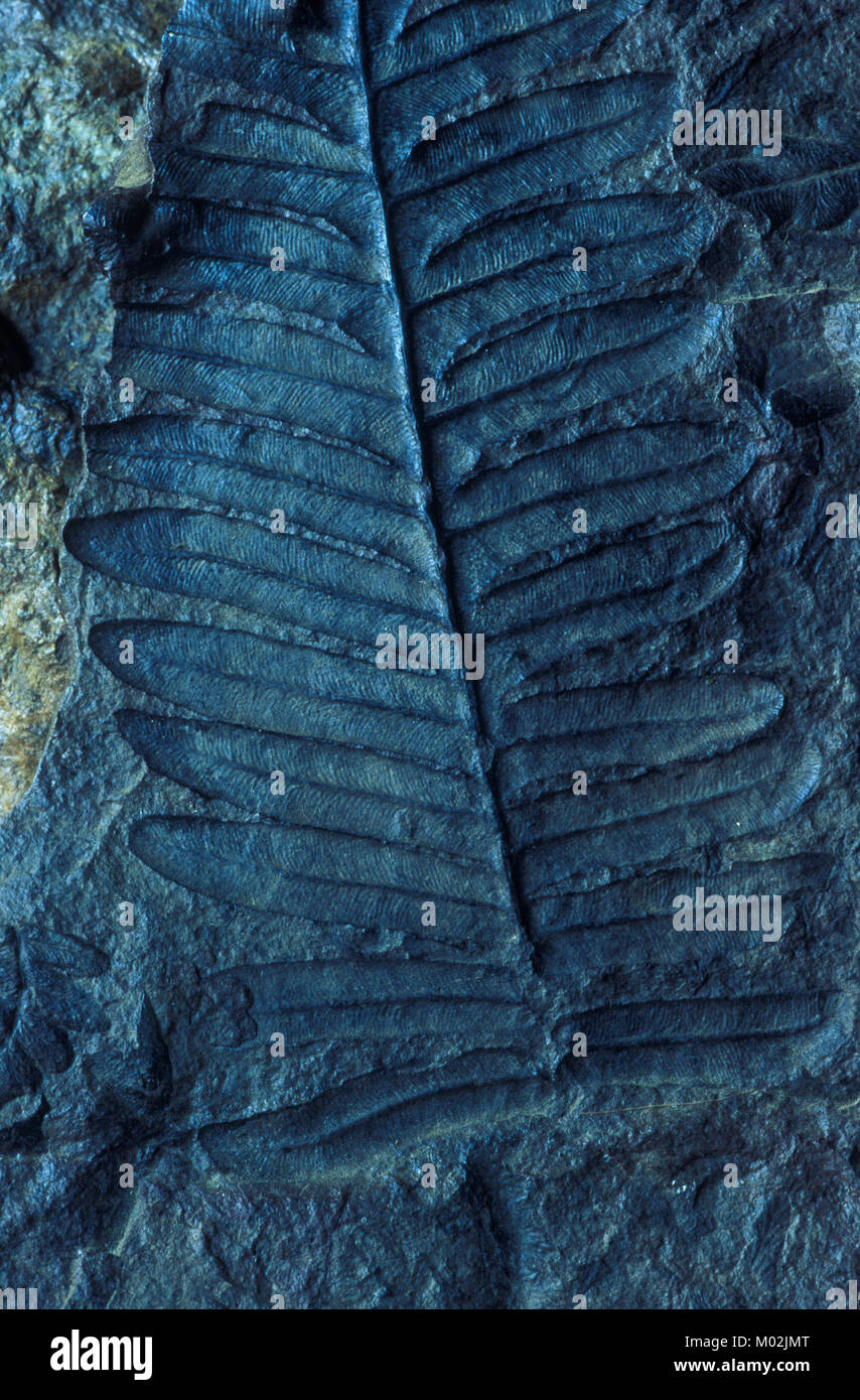 Fossil, Alethopteris serlii Carbonífero LEÓN Stock Photo - Alamy
