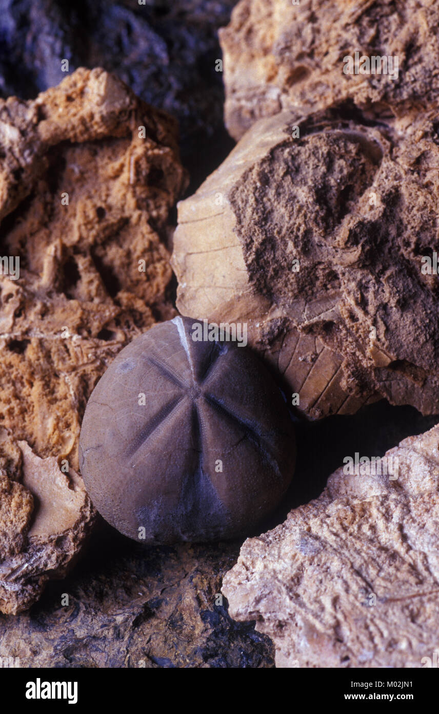 Micraster hi-res stock photography and images - Alamy