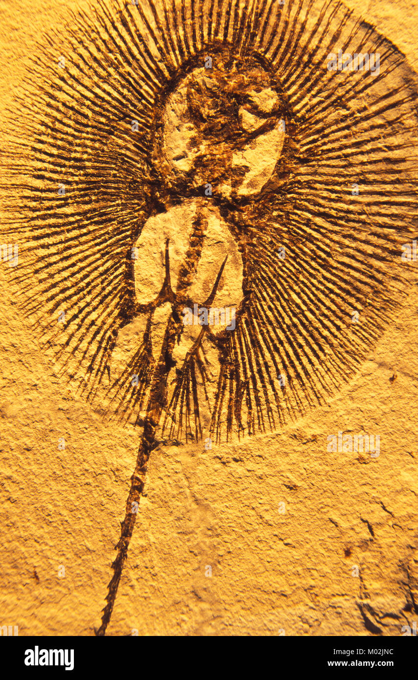 Fossil, Ciclobatis major Raya Stock Photo - Alamy