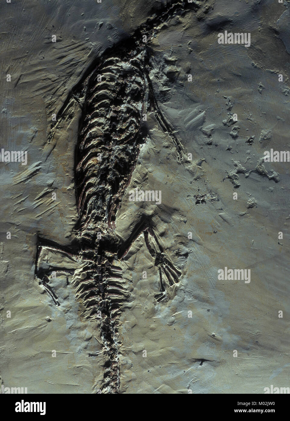Fossil: Mesosaurus brasilie Reptil Pérmico BRASIL Stock Photo - Alamy