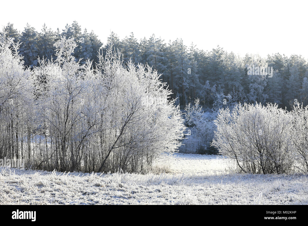 White winter day landscape with hoarfrost on trees and grass Stock ...