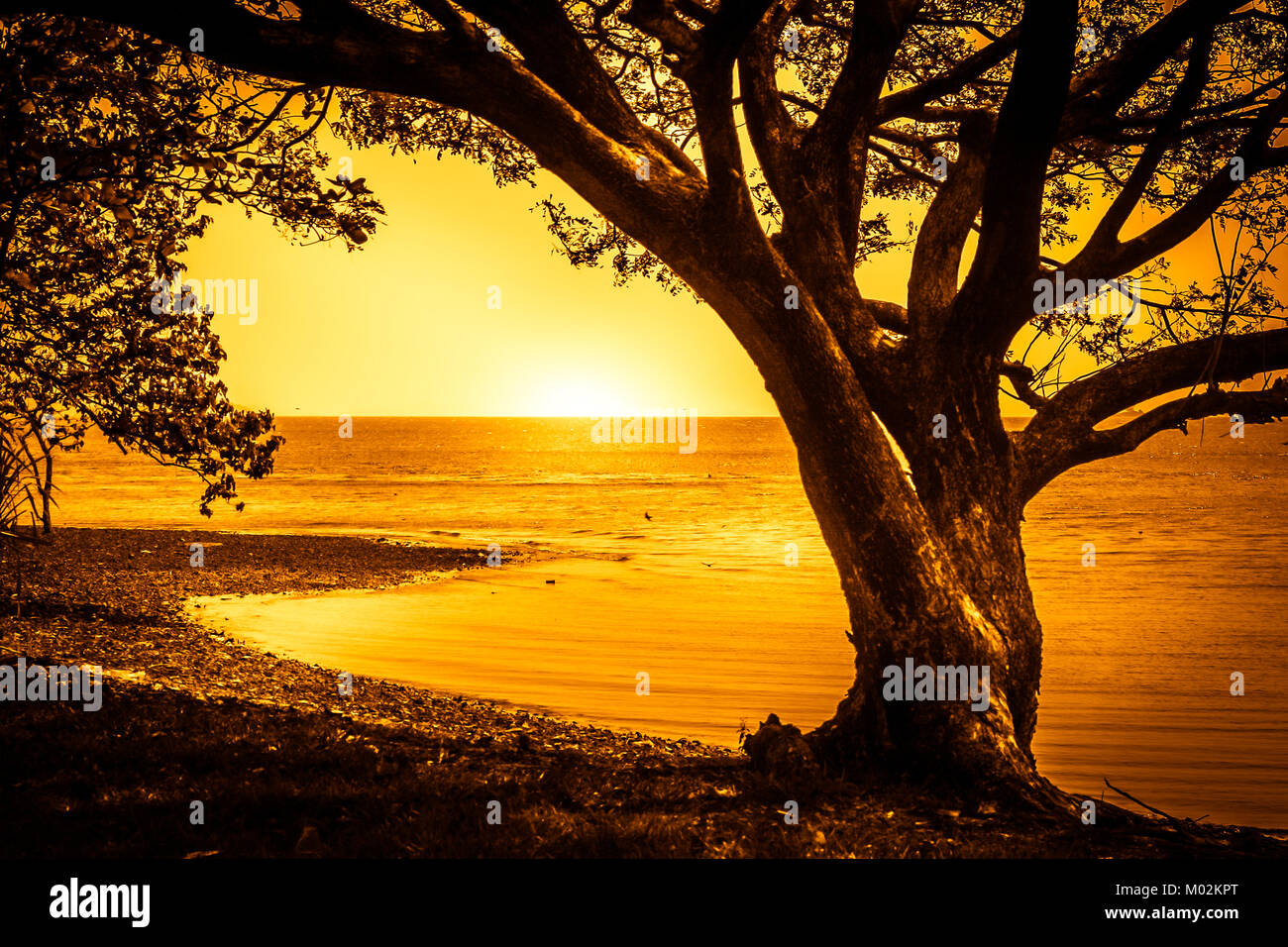 Single tree on the shore of a lake at sunset Stock Photo - Alamy