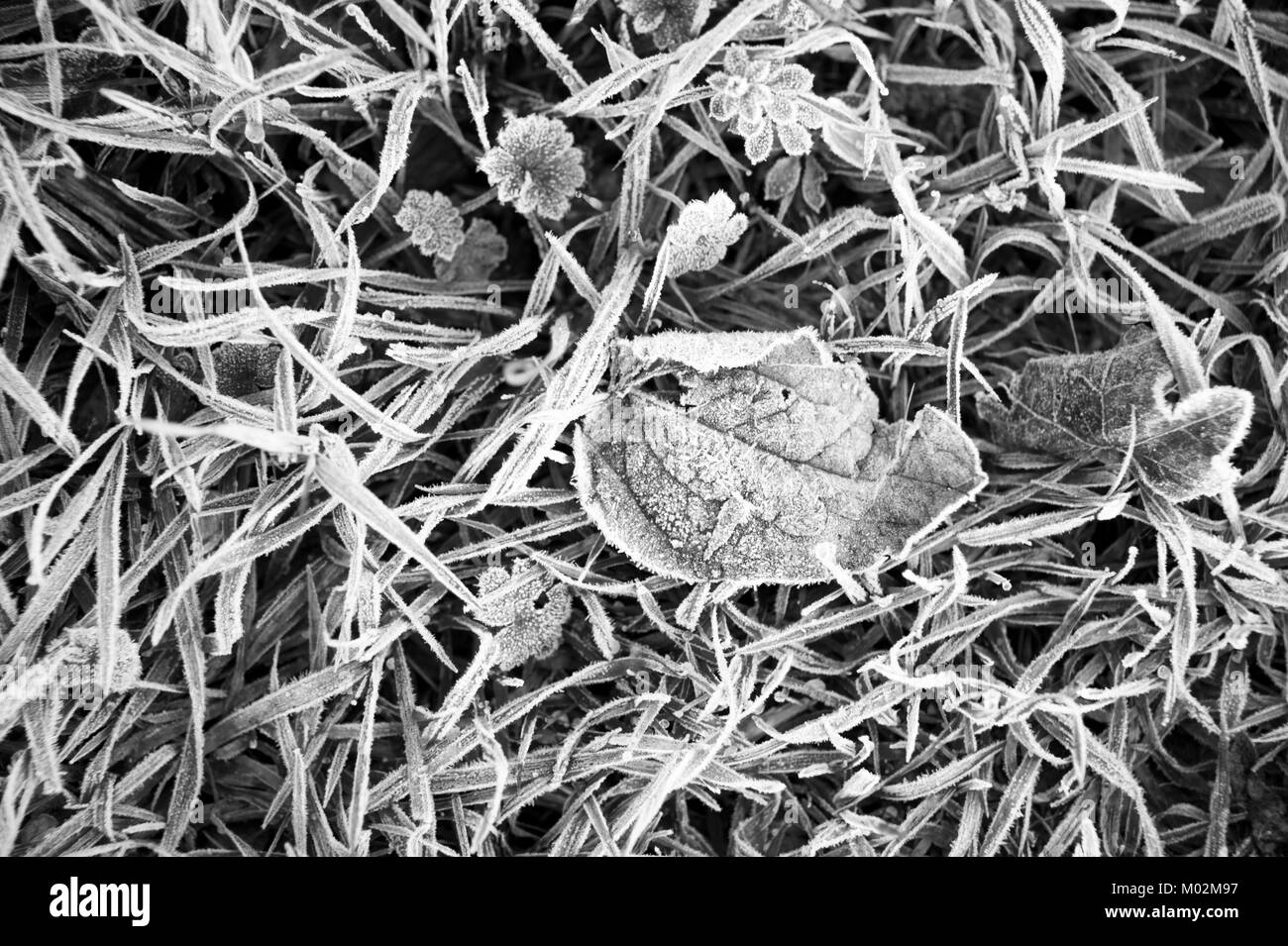 The first light of morning after a very cold night revealed a hard ...