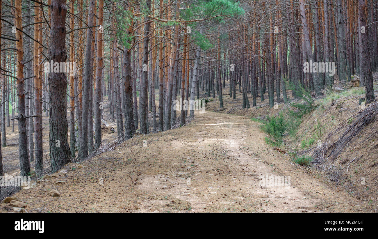 Pine tree track hi-res stock photography and images - Alamy