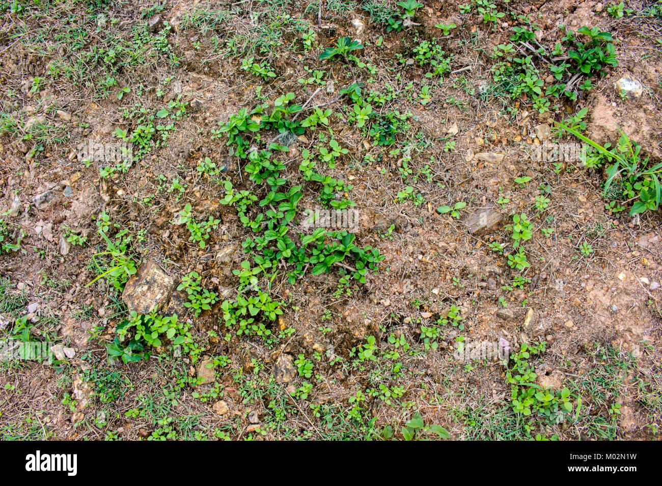 Soil And Grass Background