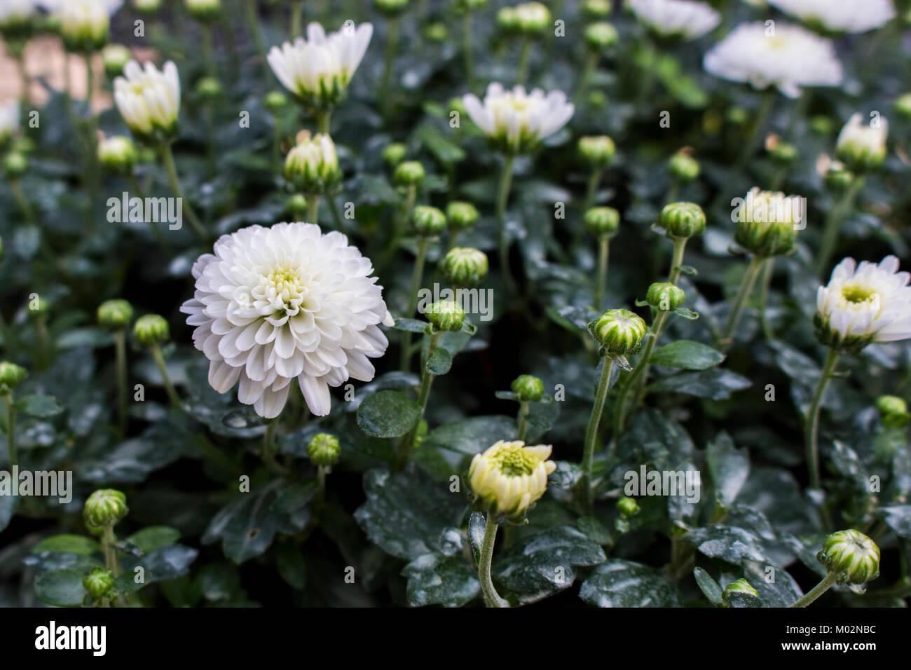 Close up of white flower and yellow budding flower and green leaf with ...