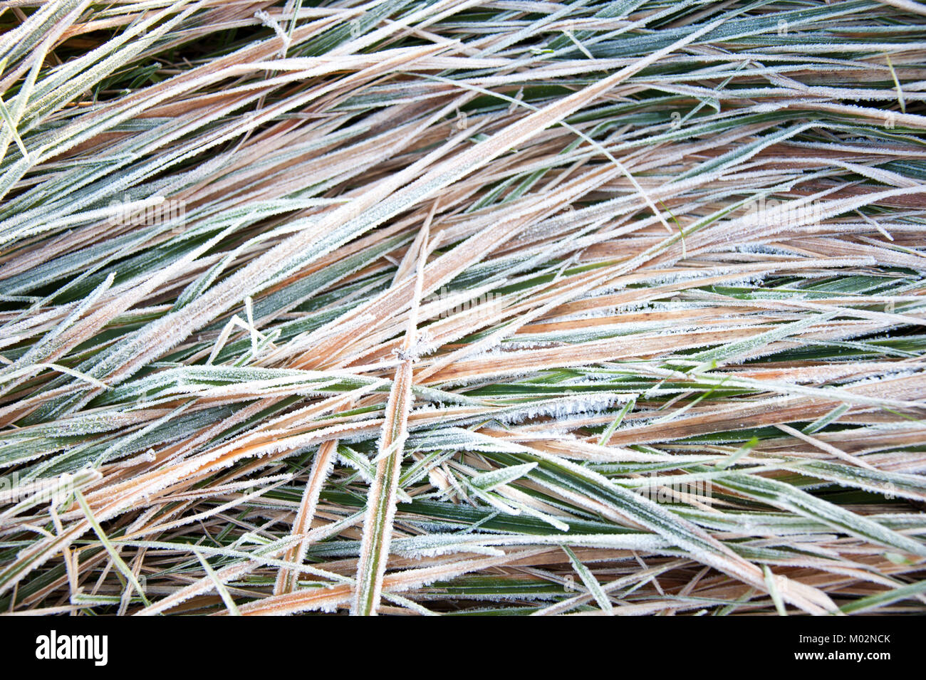 The first light of morning after a very cold night revealed a hard ...