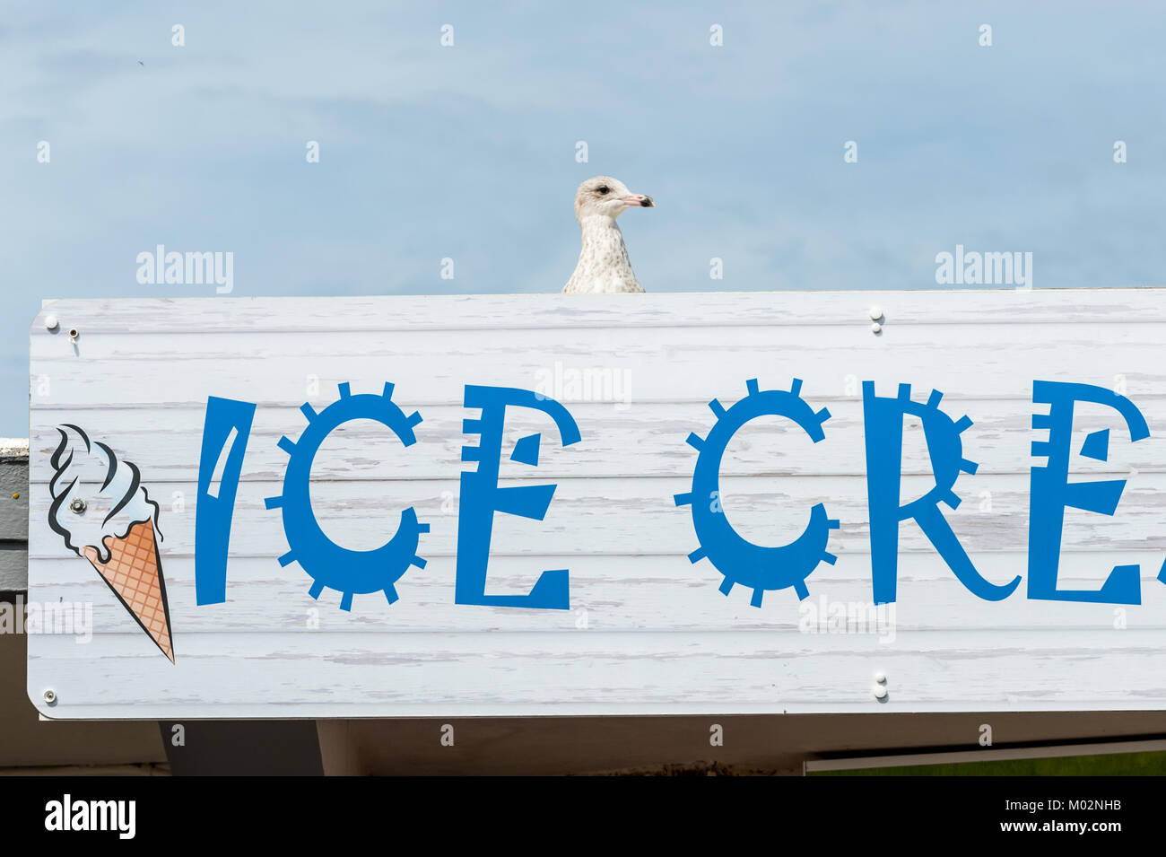 A seagull looking over the top of a ice cream sign against a blue sky ...