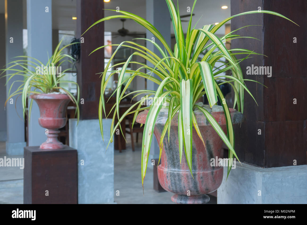Plant in stone pot hi-res stock photography and images - Alamy