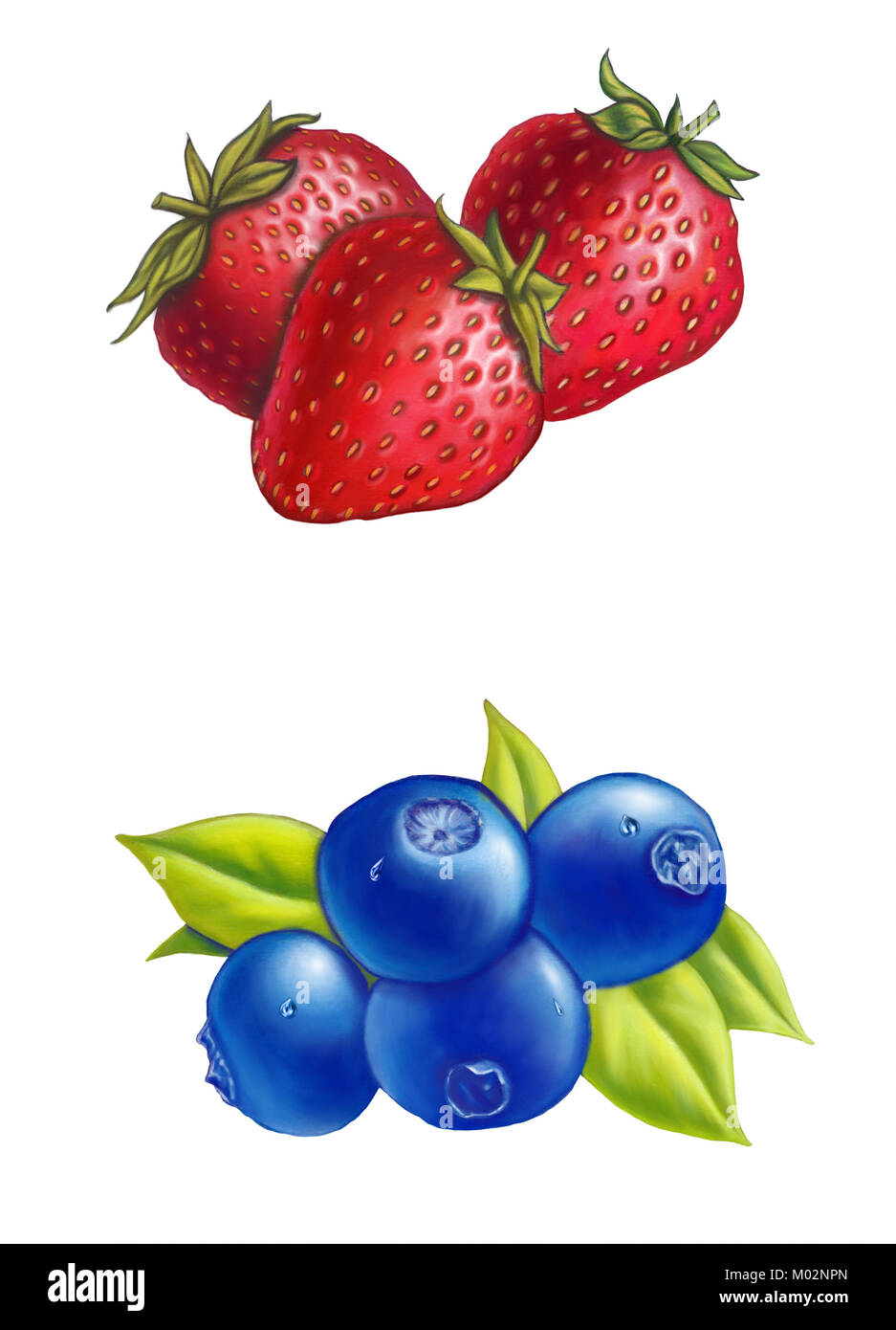 Strawberries and blueberries on white background. Digital illustration ...