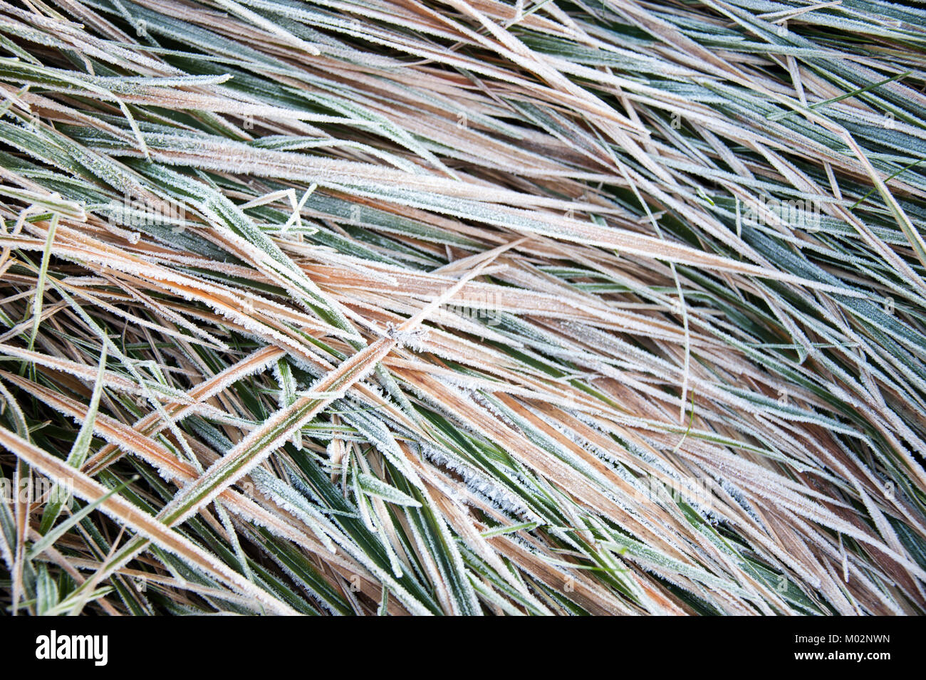 The first light of morning after a very cold night revealed a hard ...