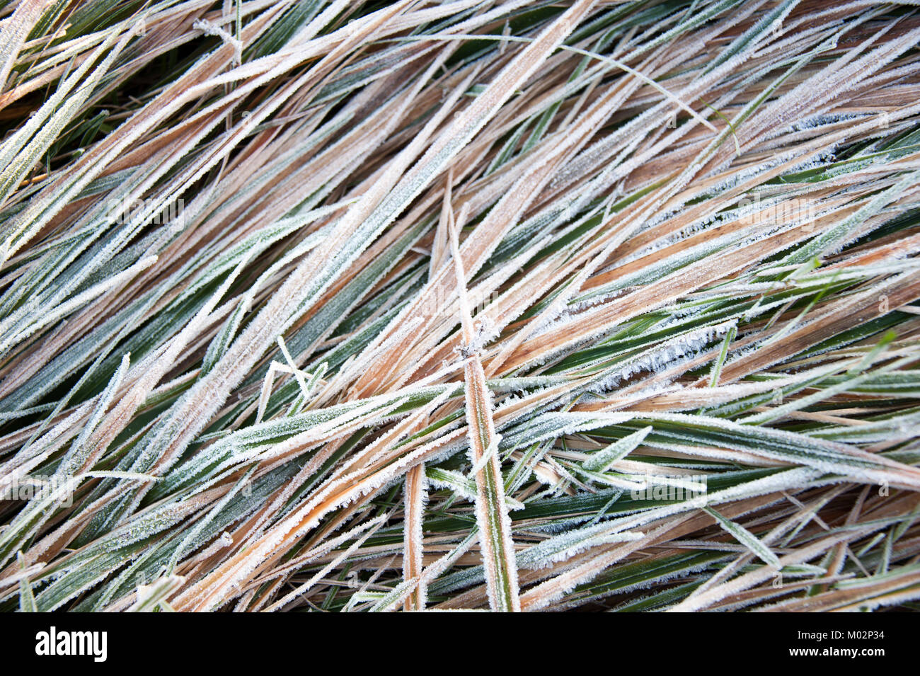 The first light of morning after a very cold night revealed a hard ...