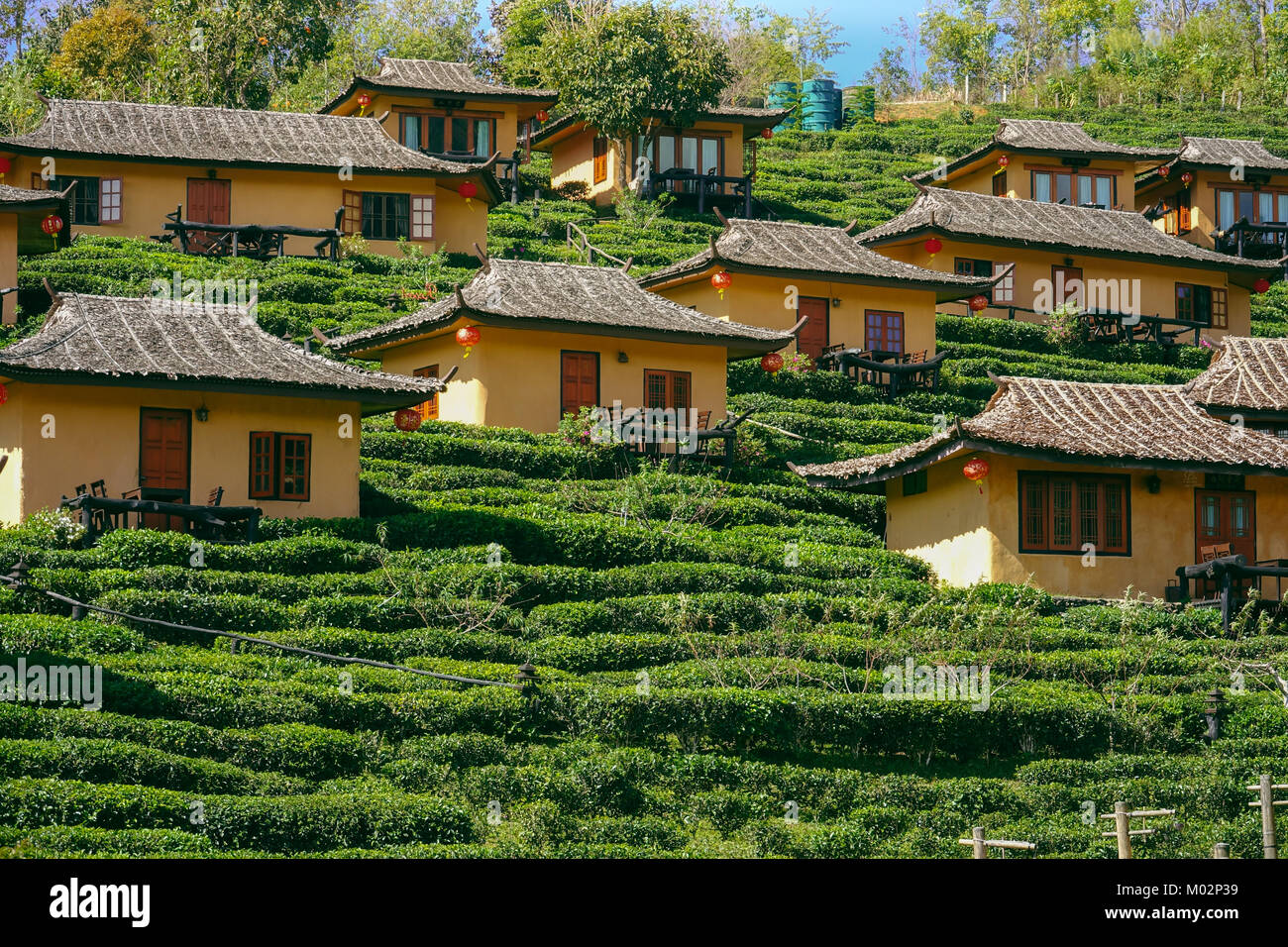 Tea plantation Baan Rak Thai in Thailand Stock Photo - Alamy