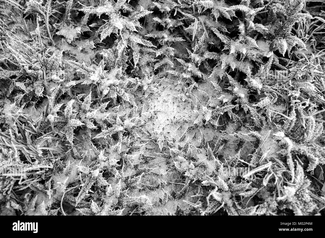 The first light of morning after a very cold night revealed a hard ...