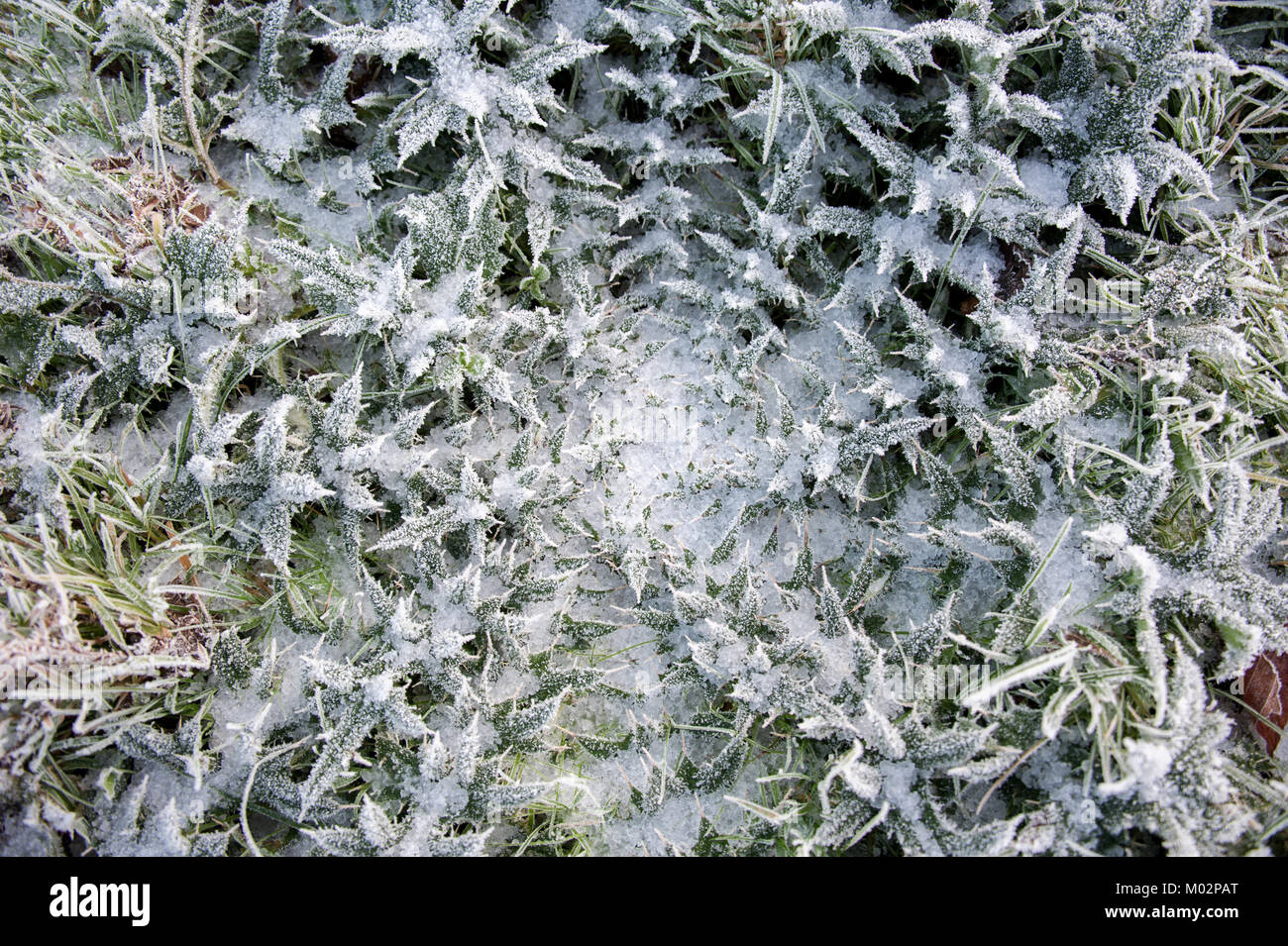 The first light of morning after a very cold night revealed a hard ...