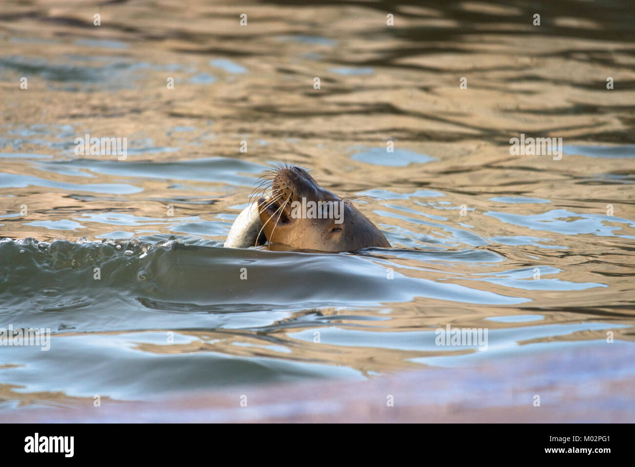 Seal eating fish hi-res stock photography and images - Alamy