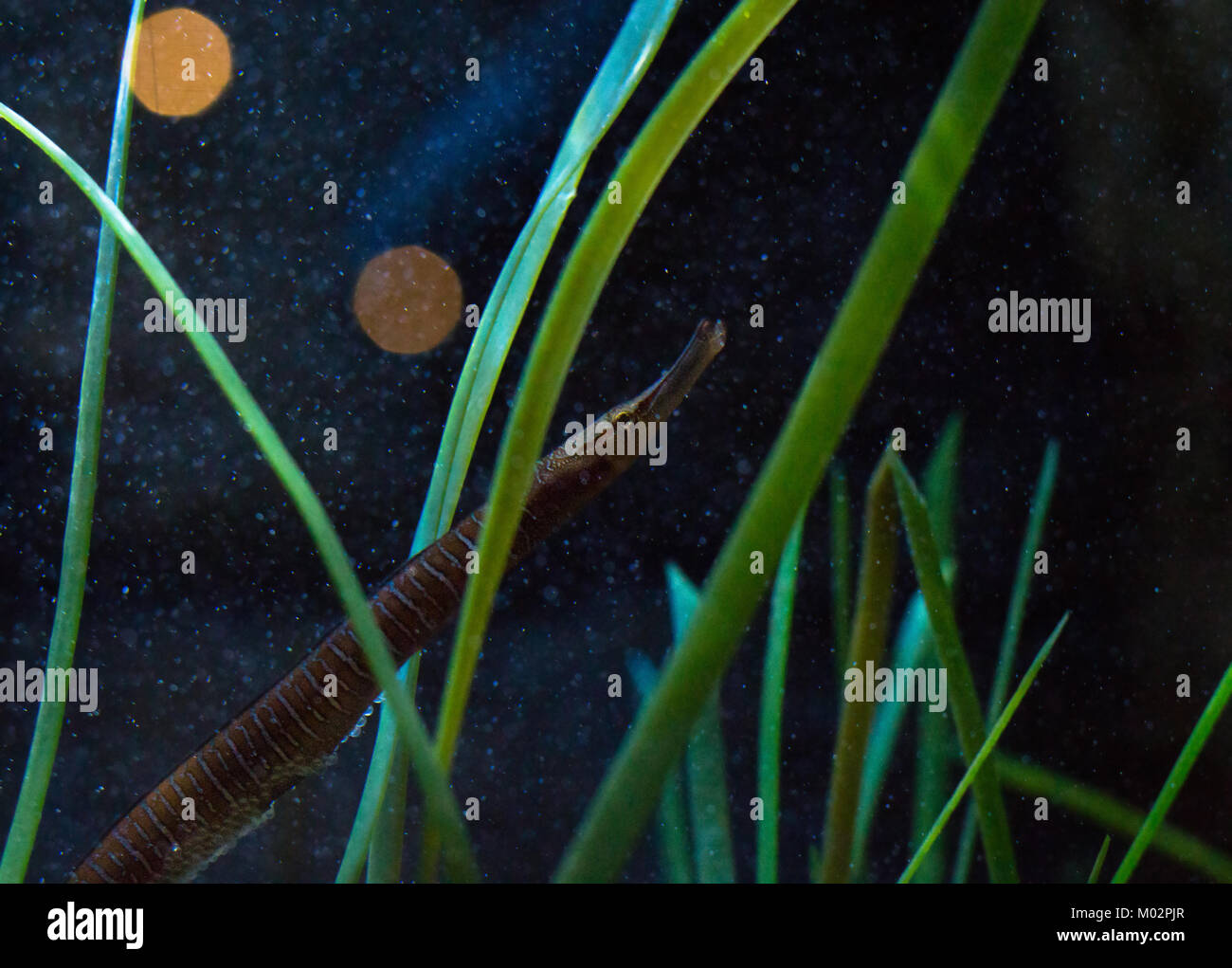 Pipefish Swimming Through Grass - Pipefish swimming between blades of ...