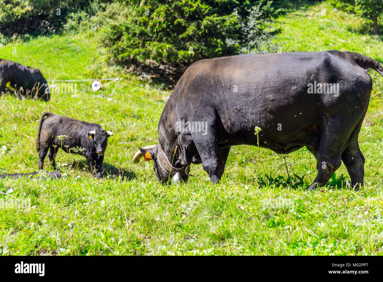 Valle d'aosta cattle hi-res stock photography and images - Alamy