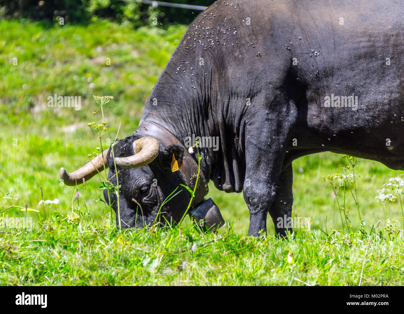 Valle d'aosta cattle hi-res stock photography and images - Alamy