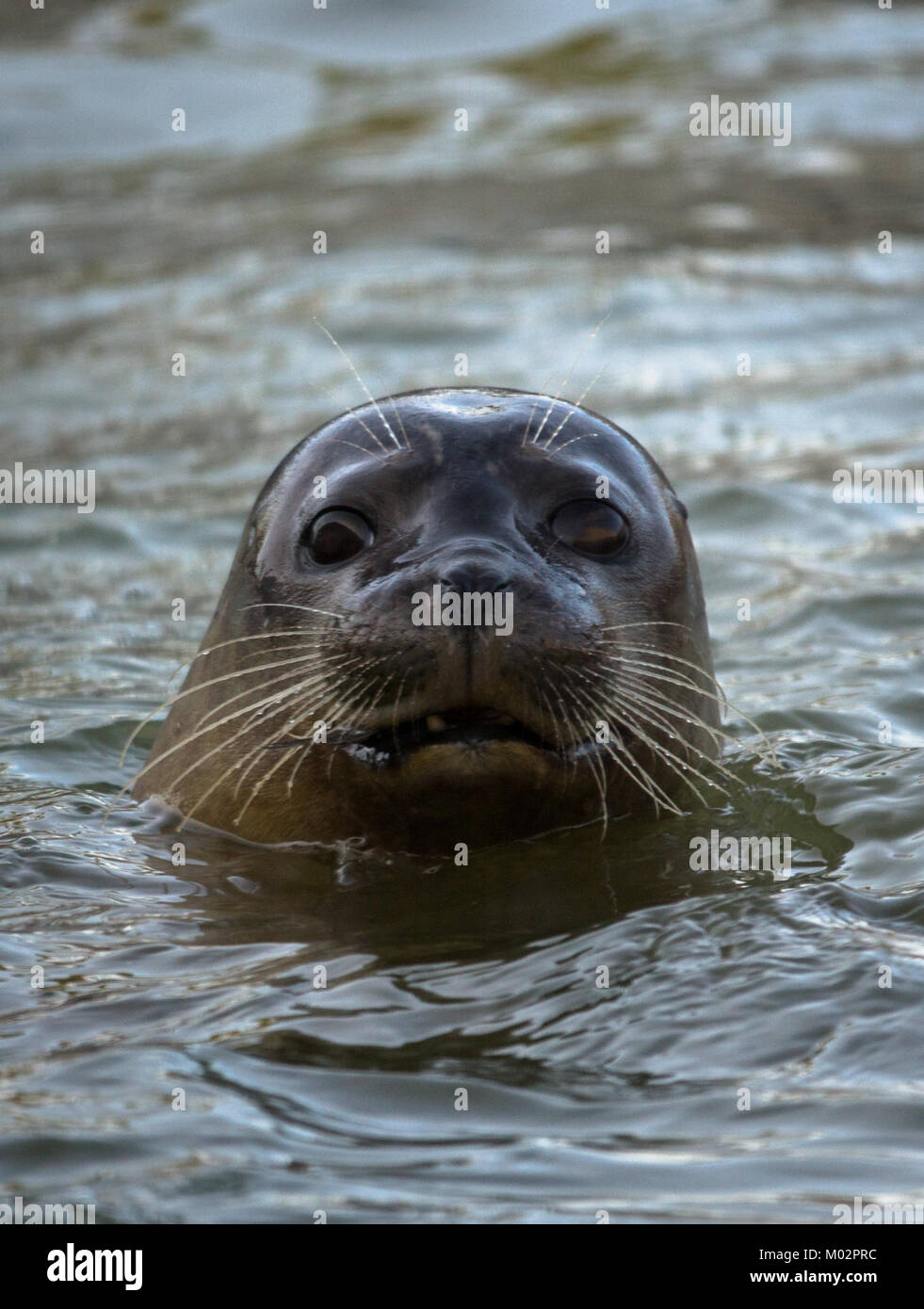 Seal in Water - Common Seal poking its head out of the water looking ...