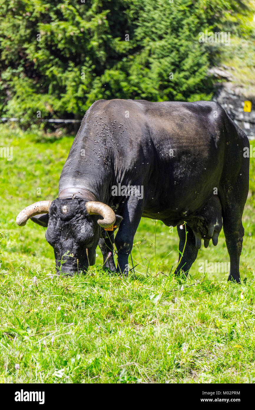 Valle d'aosta cattle hi-res stock photography and images - Alamy
