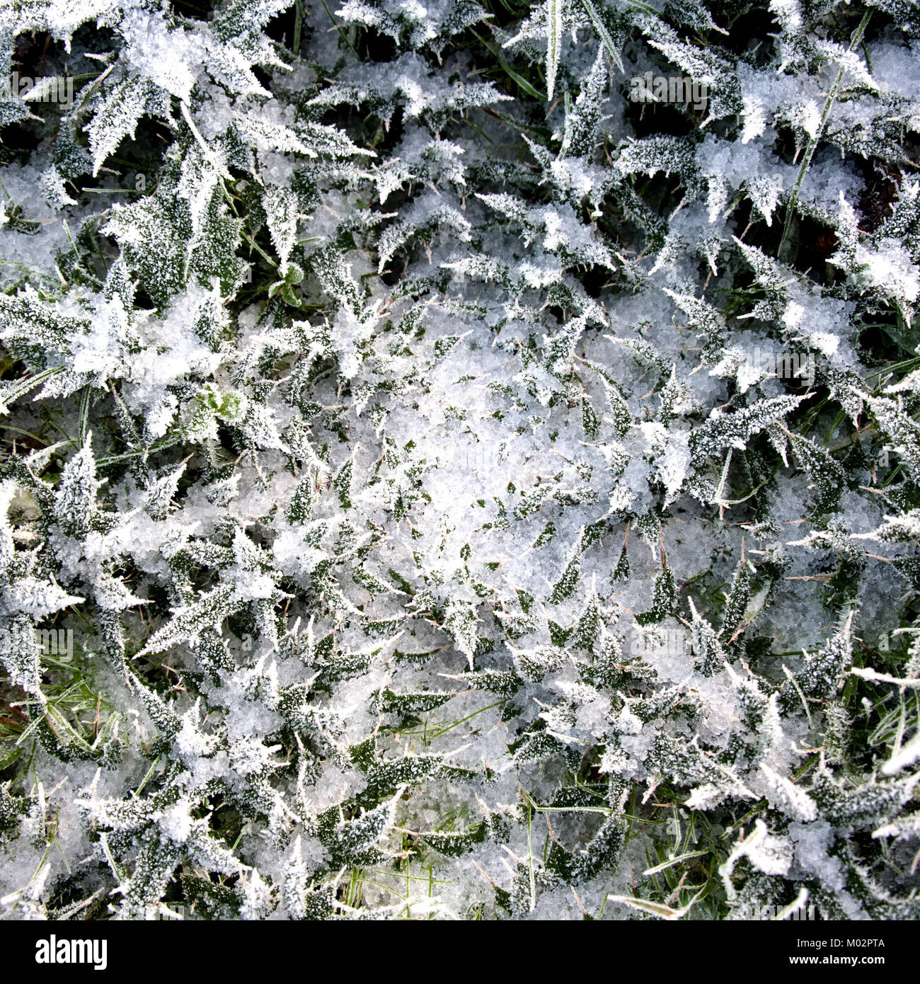 The first light of morning after a very cold night revealed a hard ...