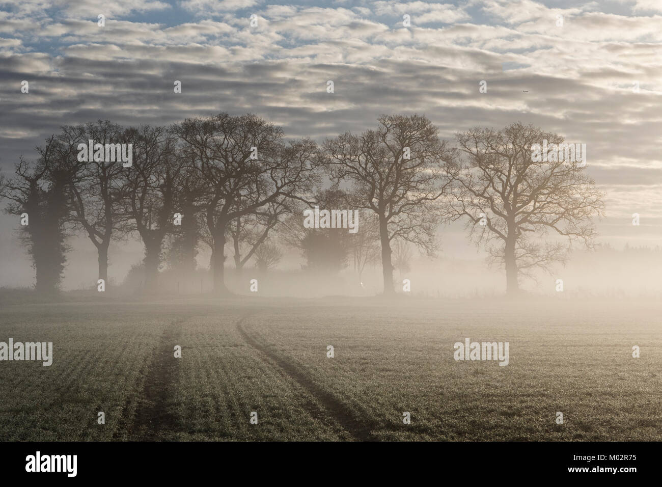 Low ground mist fog moving hi-res stock photography and images - Alamy