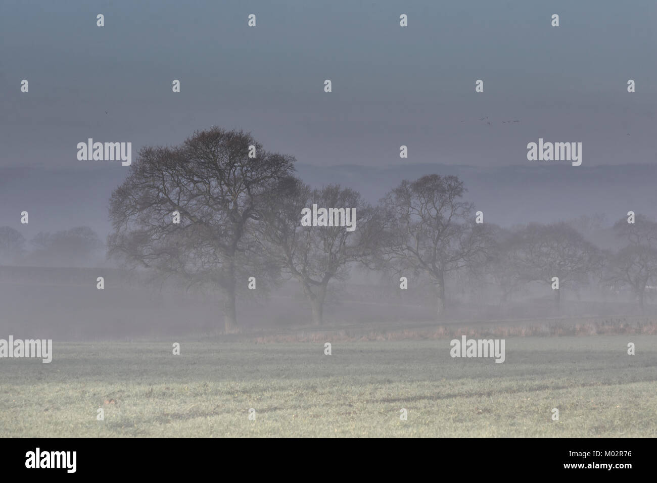 Low ground mist fog moving hi-res stock photography and images - Alamy