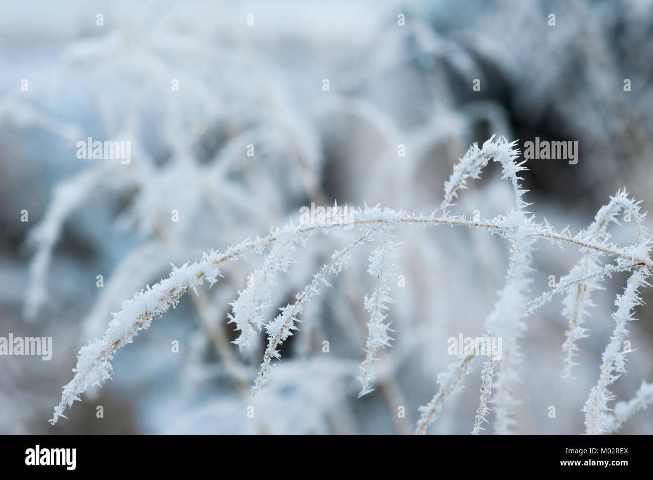 The first light of morning after a very cold night revealed a hard hoar ...