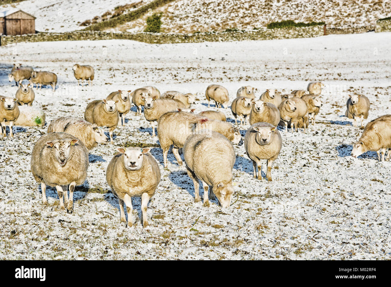 Sheep in the snow Stock Photo - Alamy