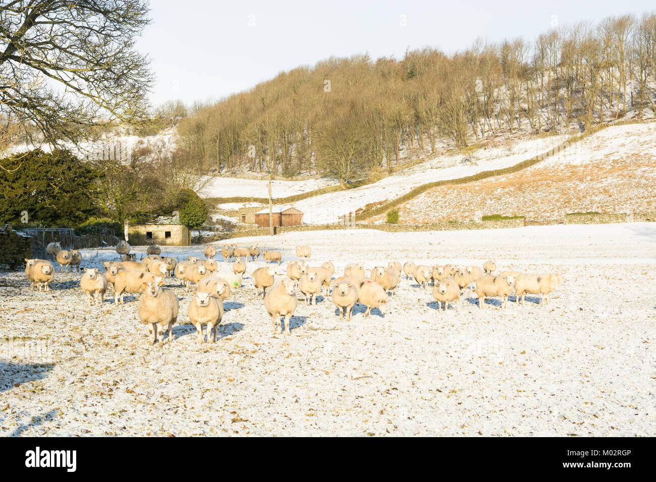 Sheep in the snow Stock Photo - Alamy
