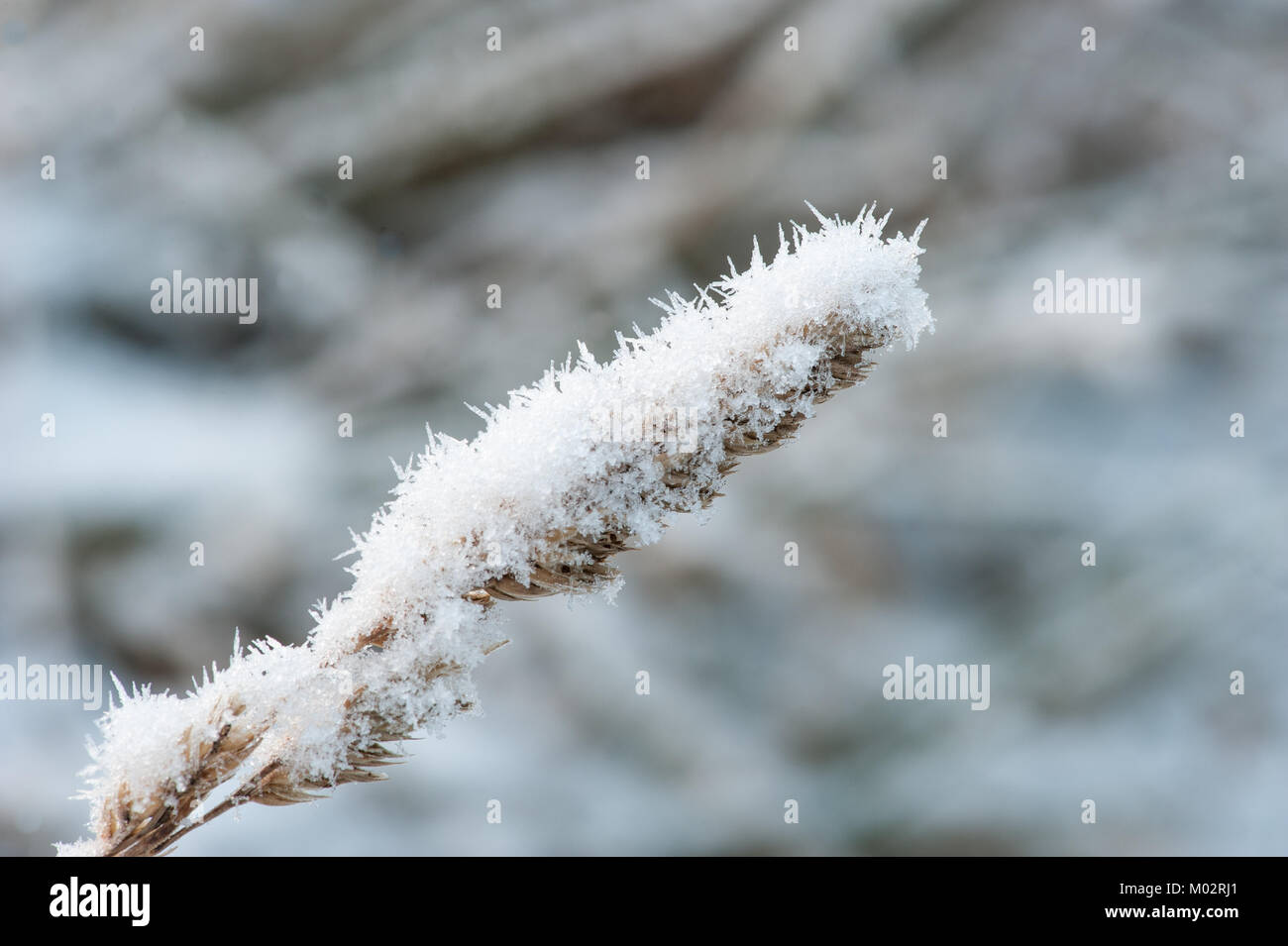 The first light of morning after a very cold night revealed a hard hoar ...