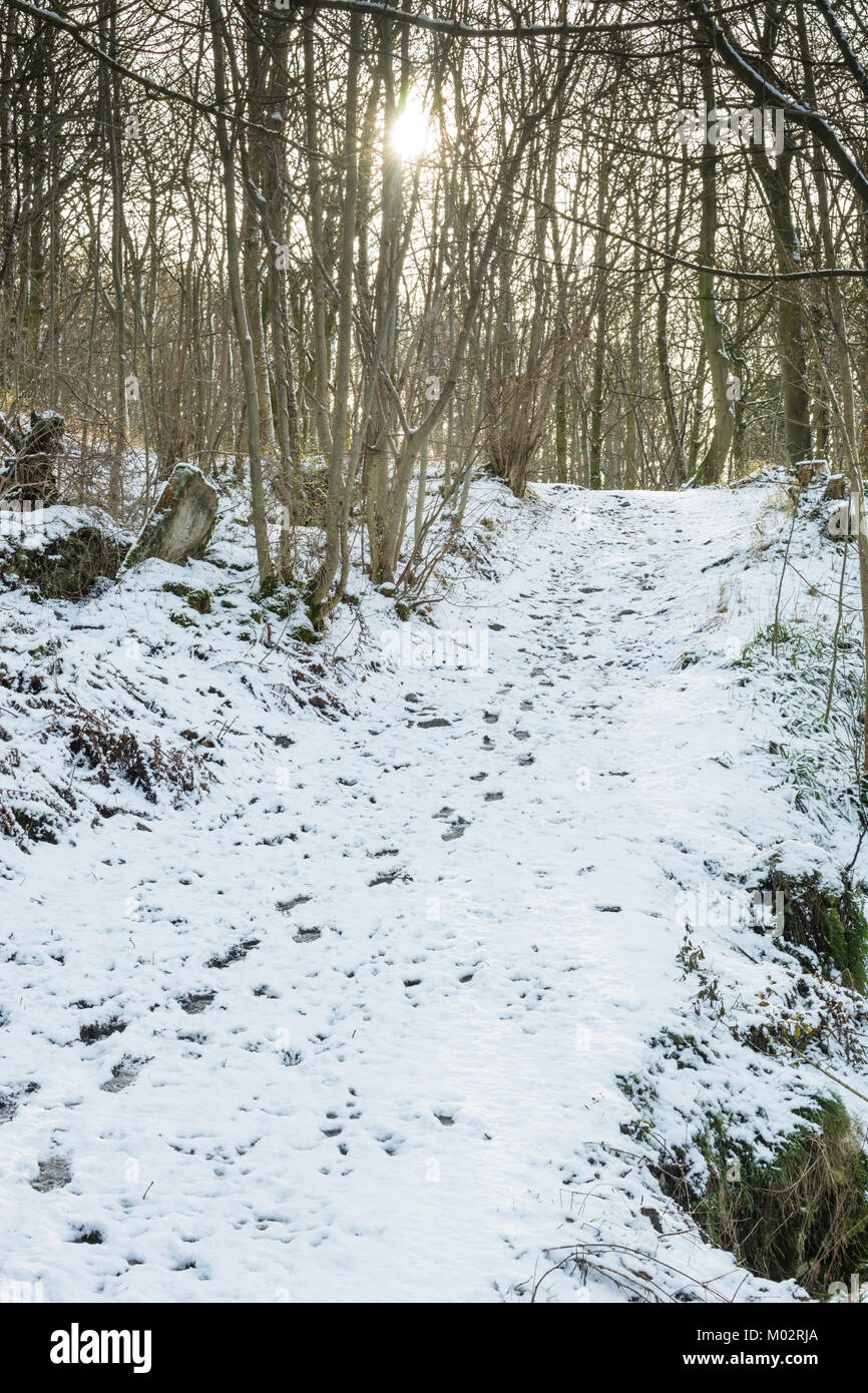 Snowy woodland path Stock Photo - Alamy
