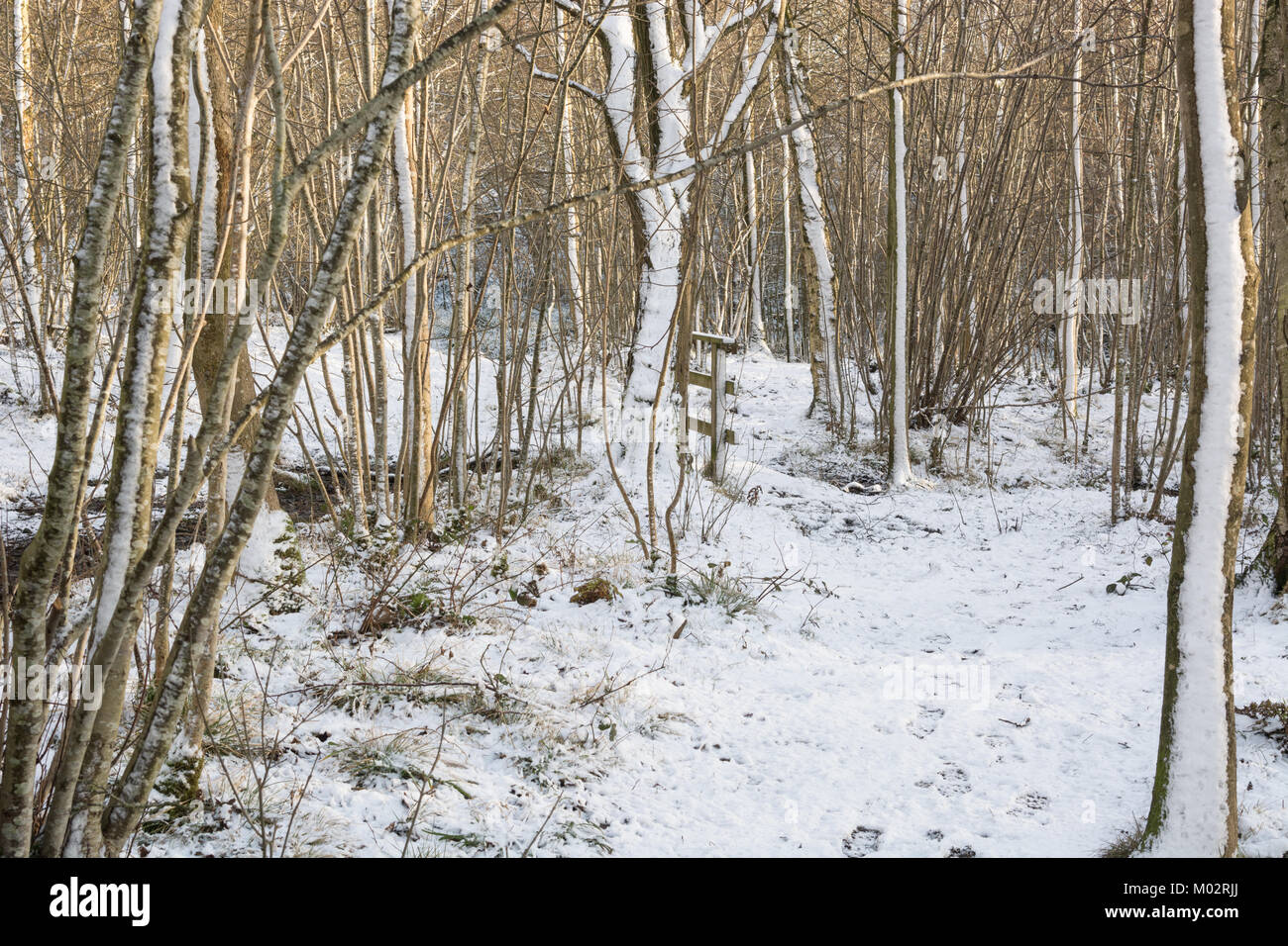 Snowy woodland scene Stock Photo - Alamy