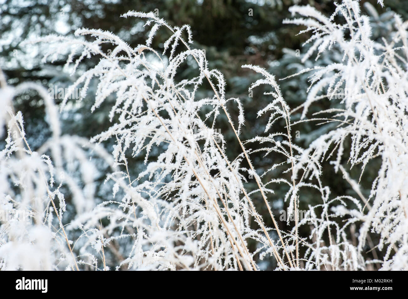 The first light of morning after a very cold night revealed a hard hoar ...