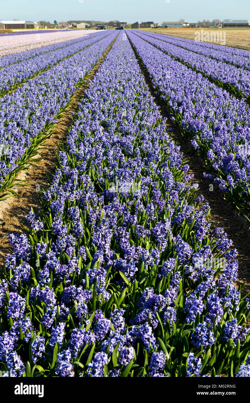 Field of blue hyacinths in bloom, Bollenstreek, southern Holland ...