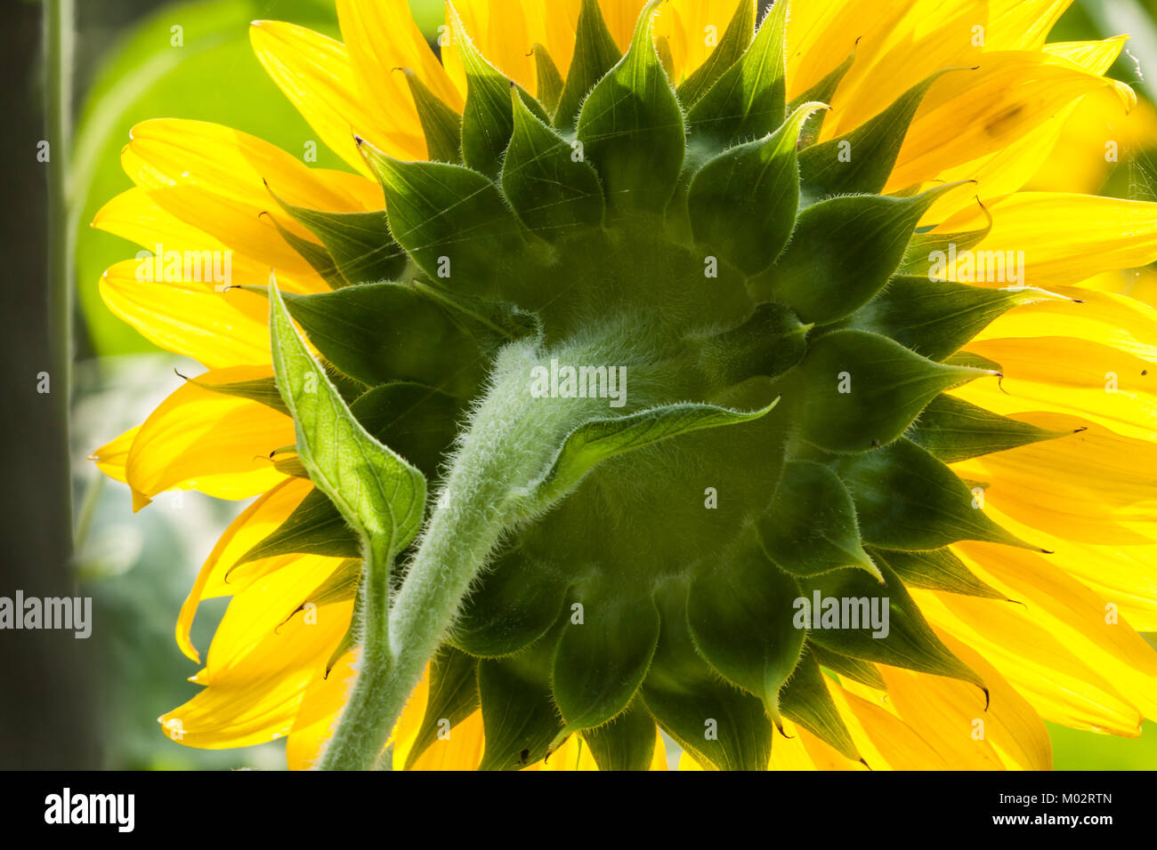 Common sunflower backlit close up, rear view, green disk and yellow ...