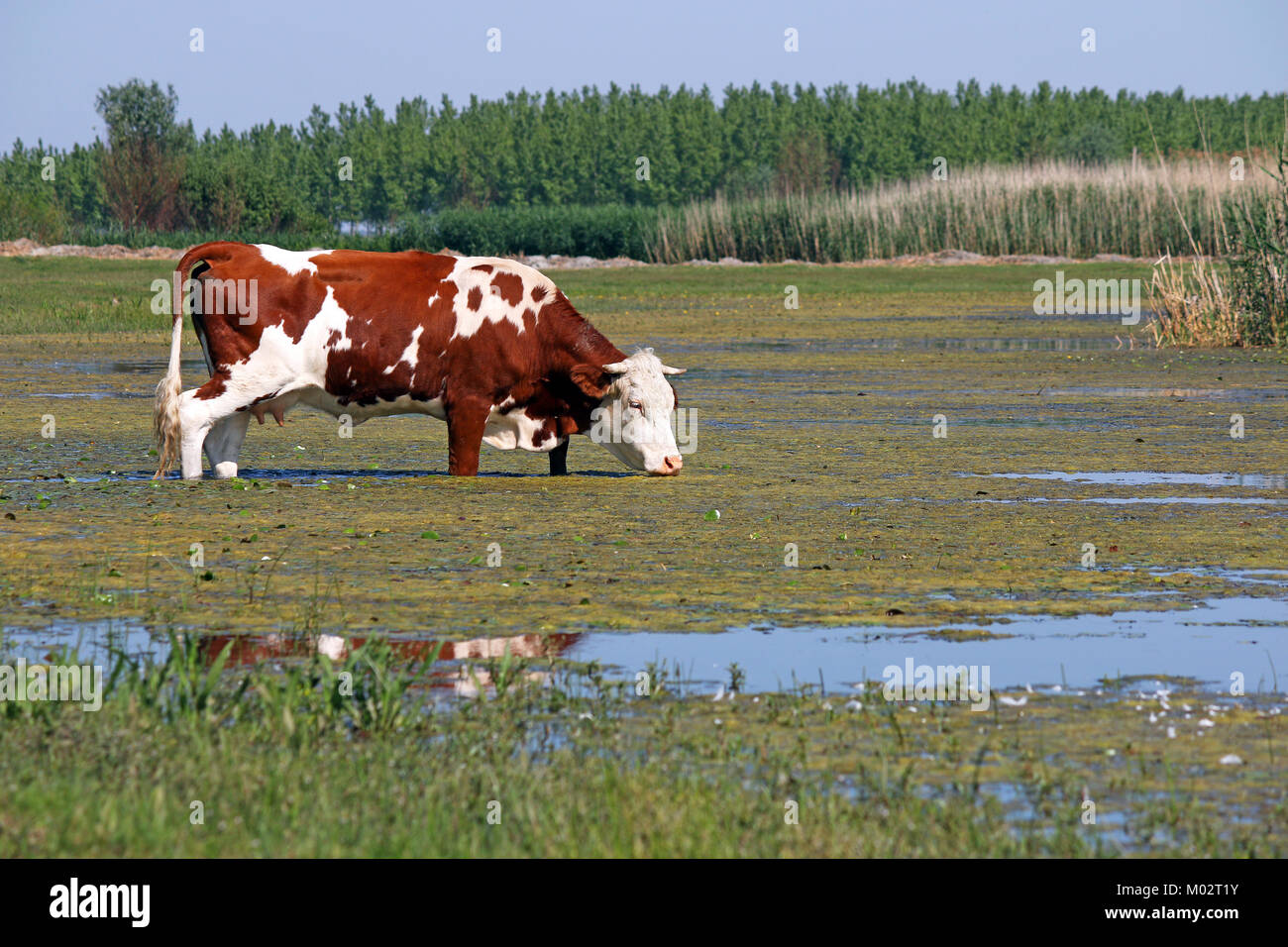 cow standing in water Stock Photo - Alamy