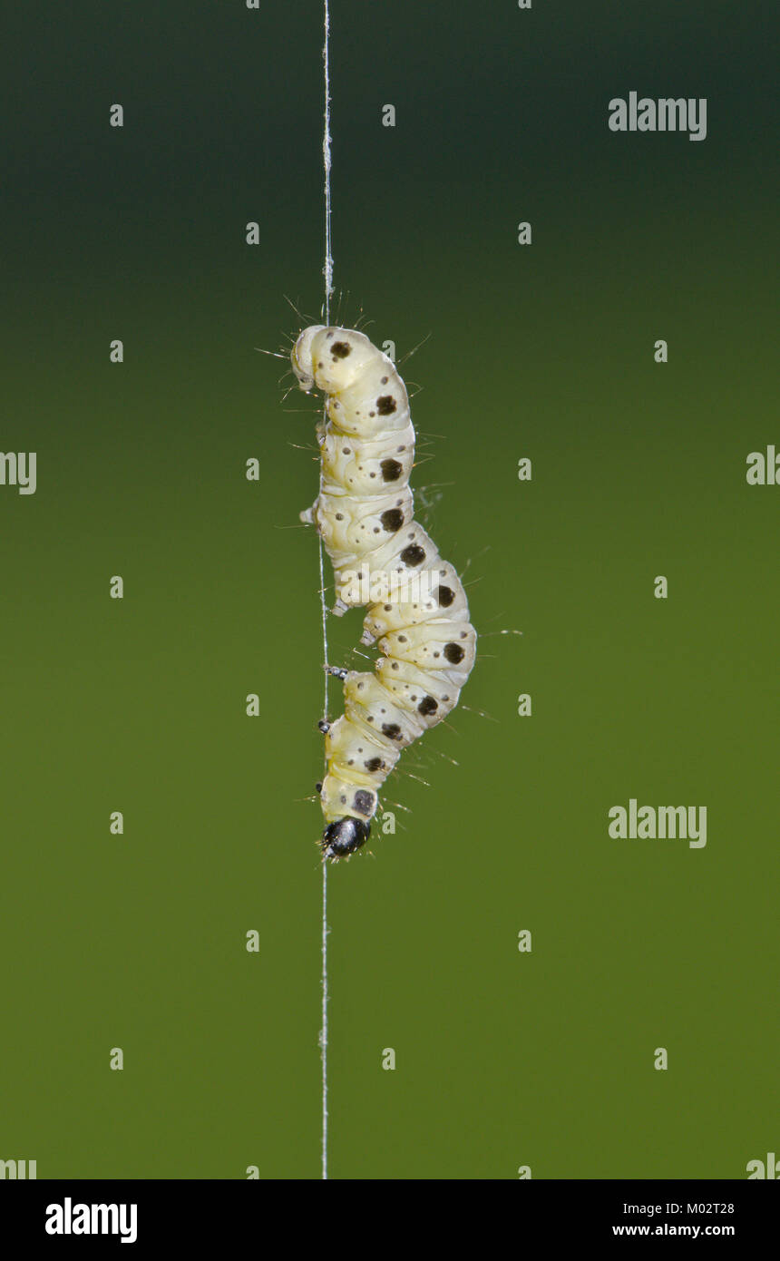 Spindle ermine moth hi-res stock photography and images - Alamy